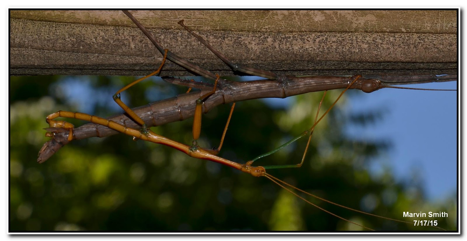 Nature in the Ozarks: Giant Walkingstick (Megaphasma denticrus)