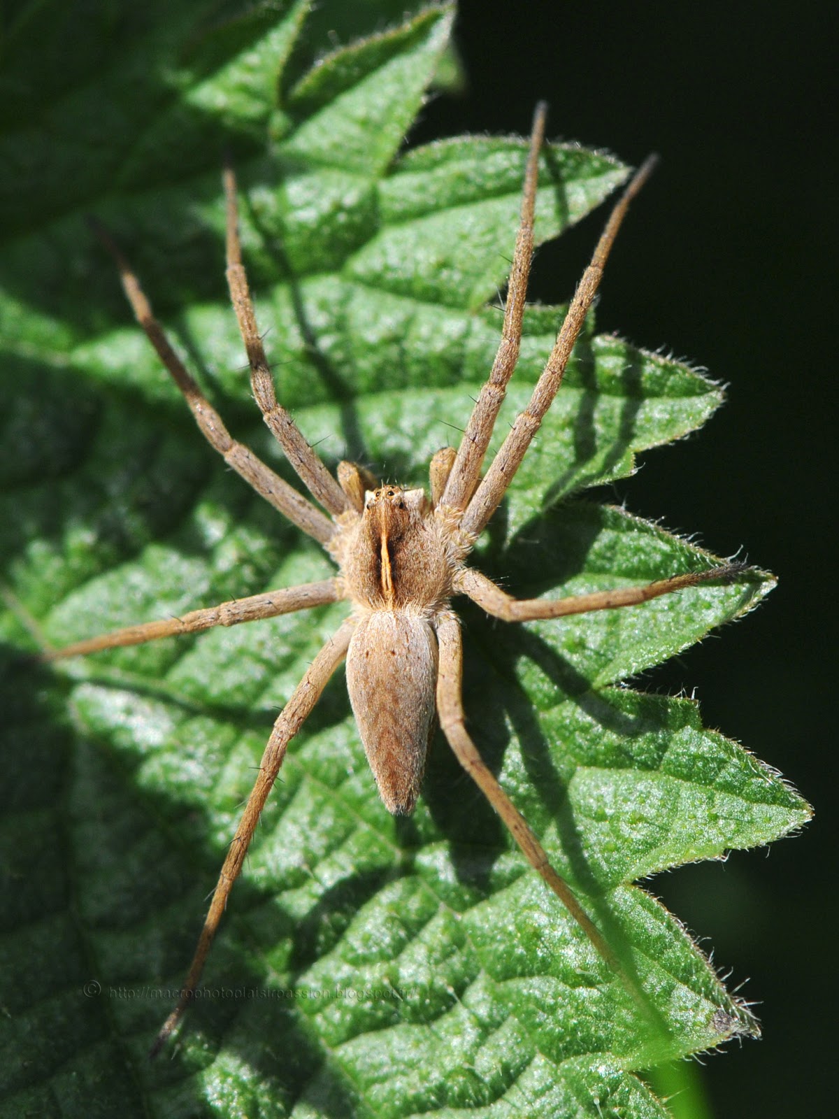 Macrophoto plaisir passion: La Pisaure admirable, Pisaura mirabilis