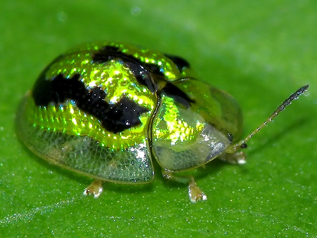 Biologia-Vida: A Beleza dos Besouros-Tartaruga / Beauty of Tortoise Beetle