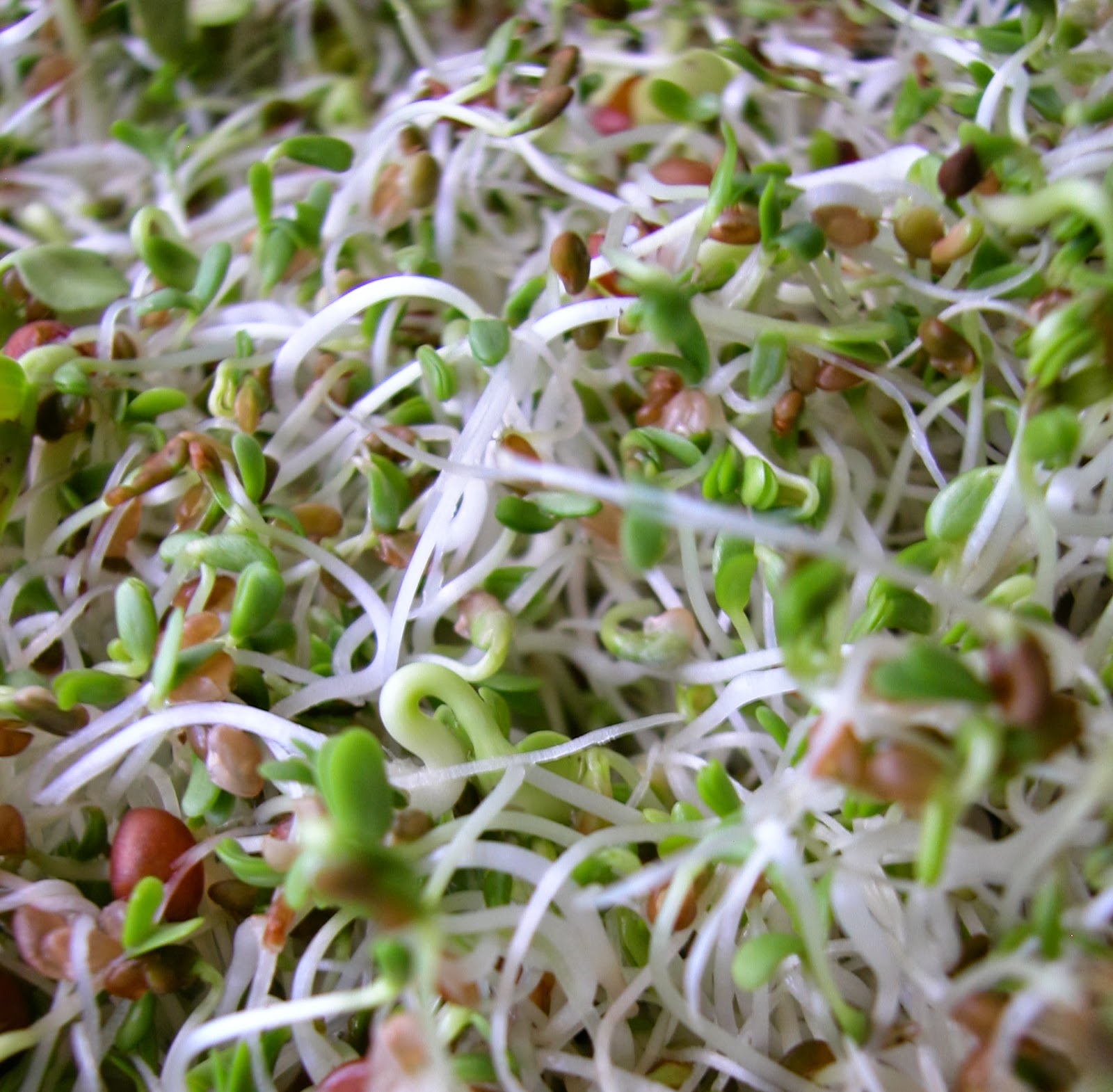 Aquarian Bath: Time to Learn Sprouting! Introduction to Sprouting