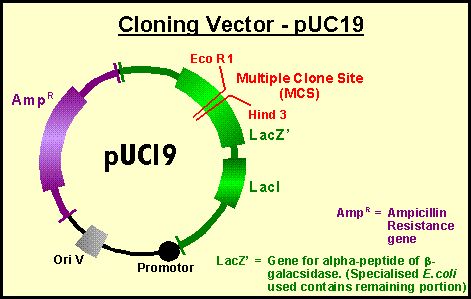 Bio-Resource: Recombinant Protein Expression In E.coli