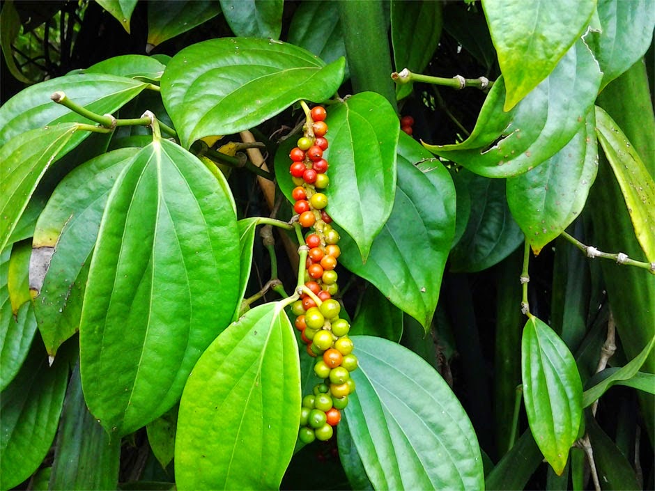 ALAM TUMBUHAN: KELUARGA SIRIH / SIREHIA (Piperaceae famili)