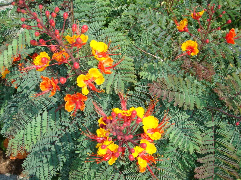 Tarım Siteniz: Akasya Ağaçları (Acacia Trees)