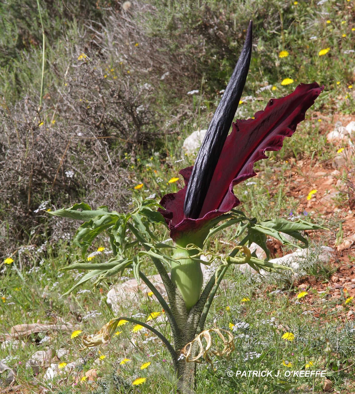 Raw Birds: DRAGON ARUM (Dracunculus vulgaris) Akrotiri Peninsula, Crete ...
