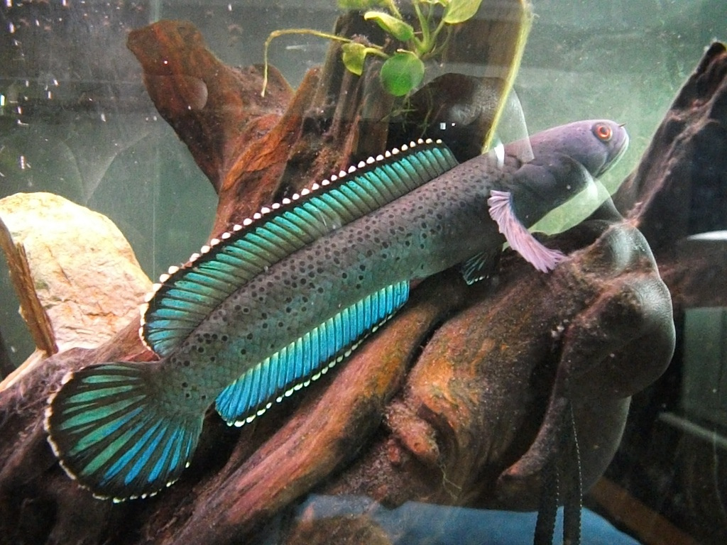 JOE'S AQUAWORLD FOR EXOTIC FISHES MUMBAI INDIA 9833898901: channa ...