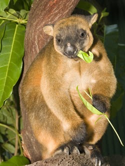 Canguro arborícola de Lumholtz (Dendrolagus lumholtzi)