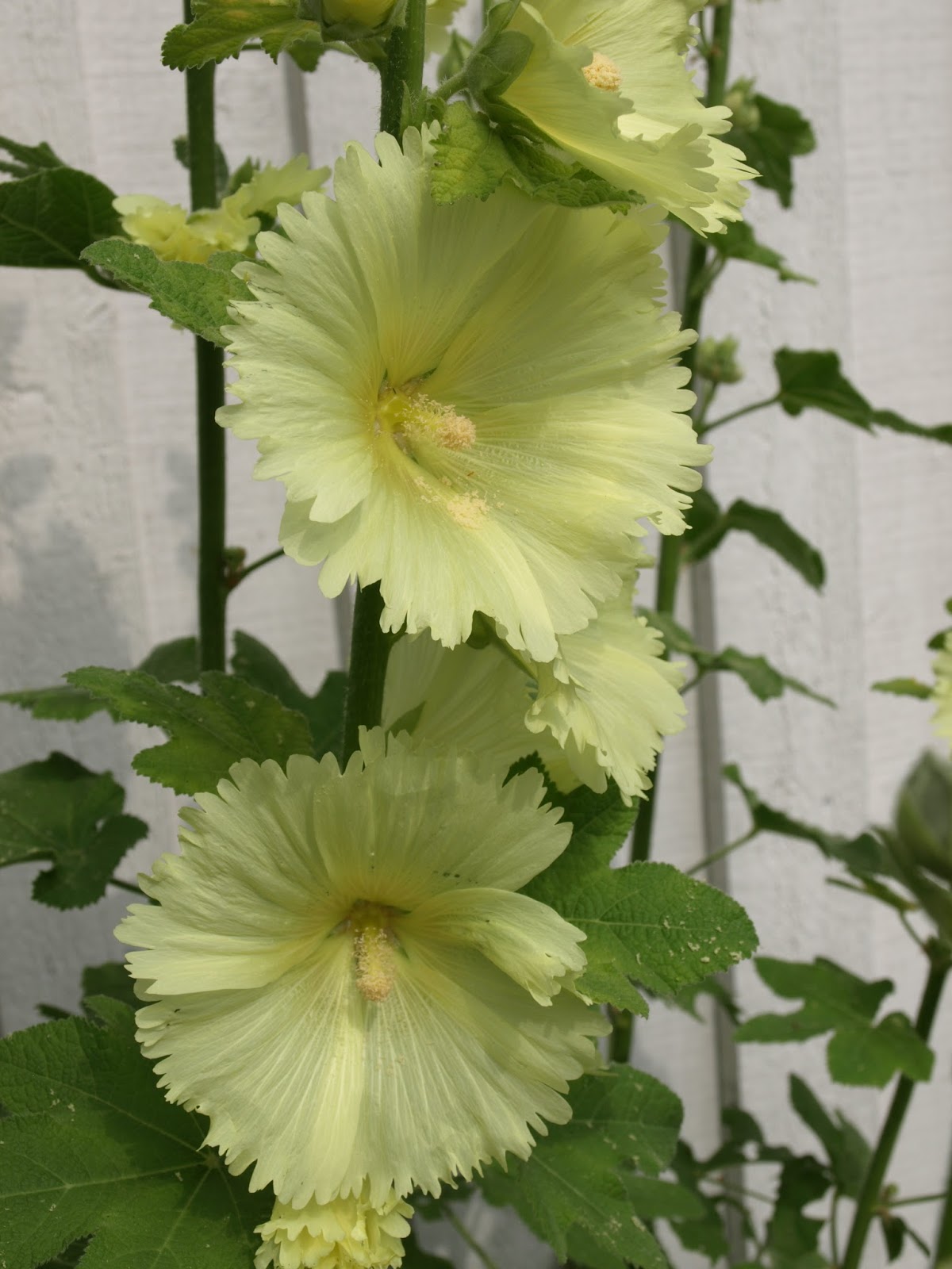Trädgård i Torslanda: Perenn stockros, Alcea rugosa