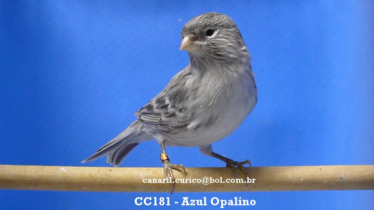 Canaril Curico - Canário de Cor: Fotos Canários