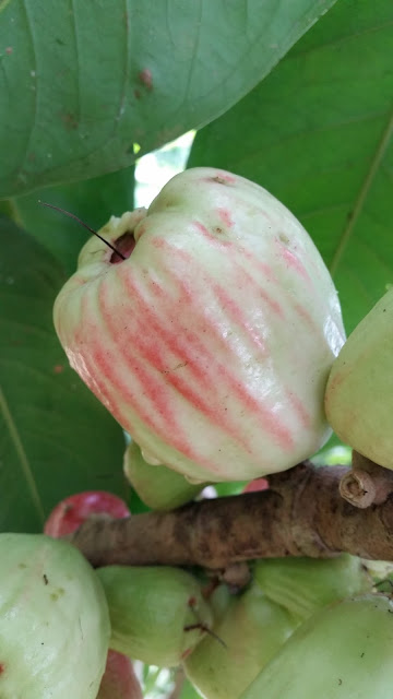 Warisan Petani: Buah Jambu Bol