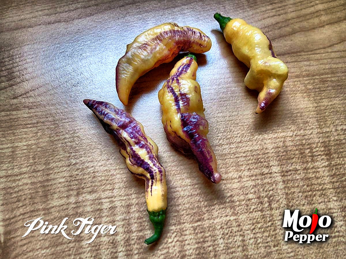 The Mojo Pepper - Just a Chili Pepper grower: Pimenta Pink Tiger 2013