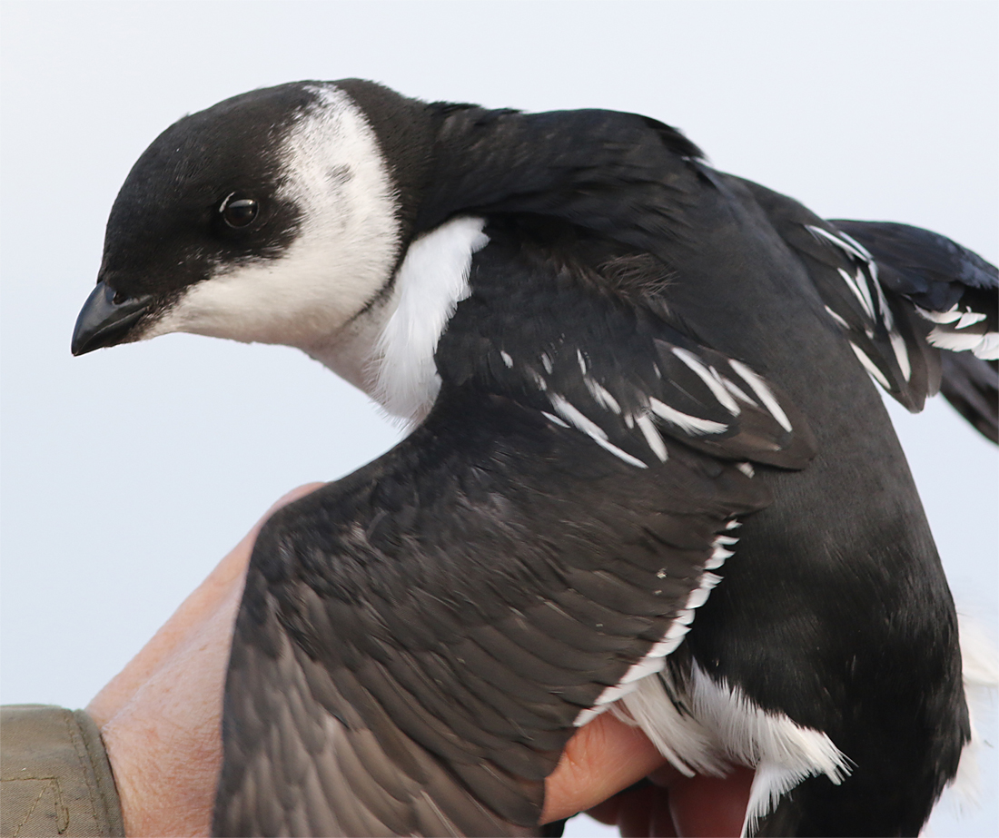 Kerry Birding: Little Auk release