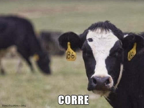 Fotos chuscas de Vacas - Imagui