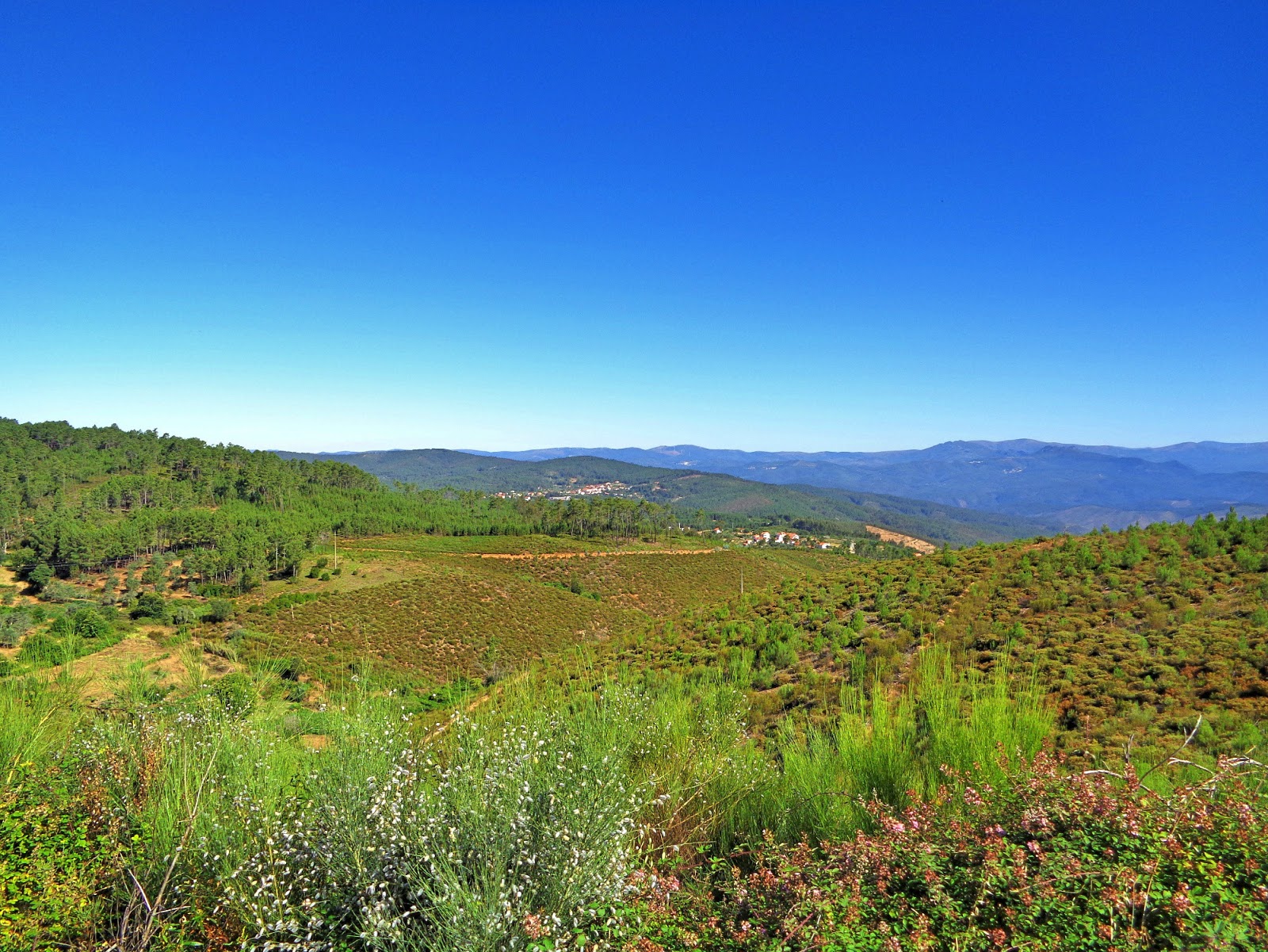 "Passeio asfáltico pelo pinhal interior"