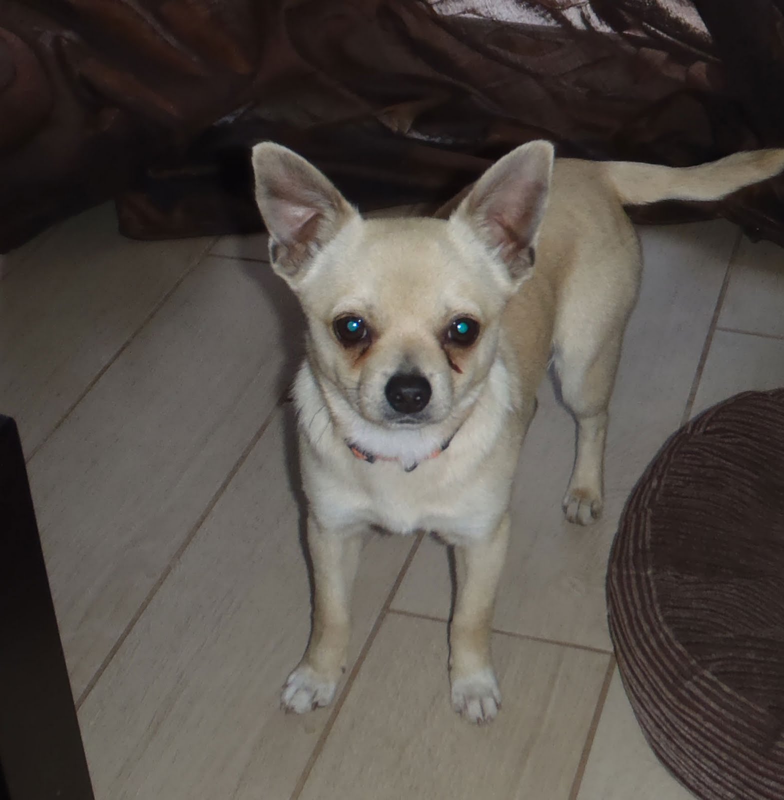 ΒΡΕΘΗΚΕ ΤΣΙΟΥΑΟΥΑ