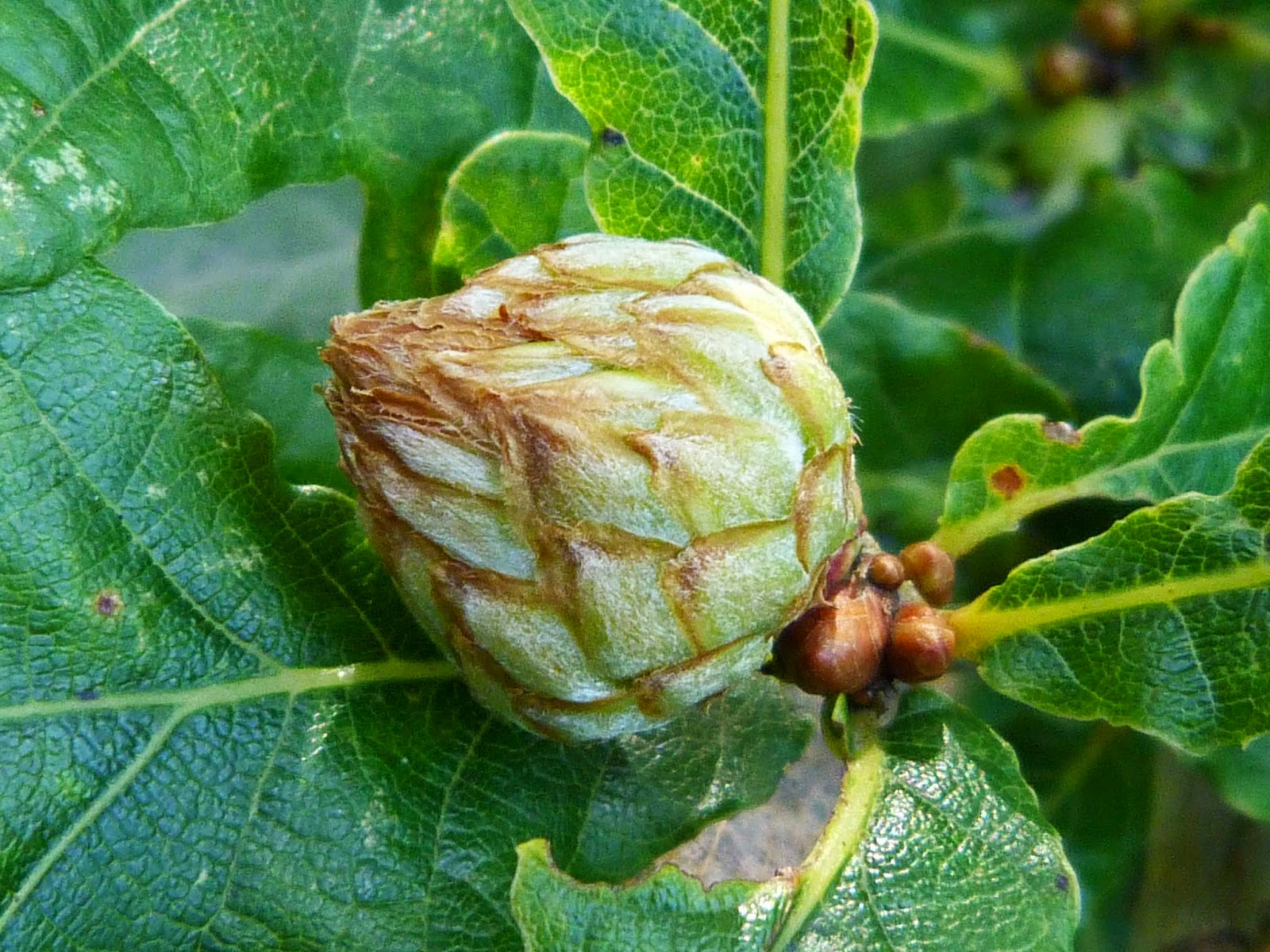 Insects of Scotland: Galls/Leaf-miners