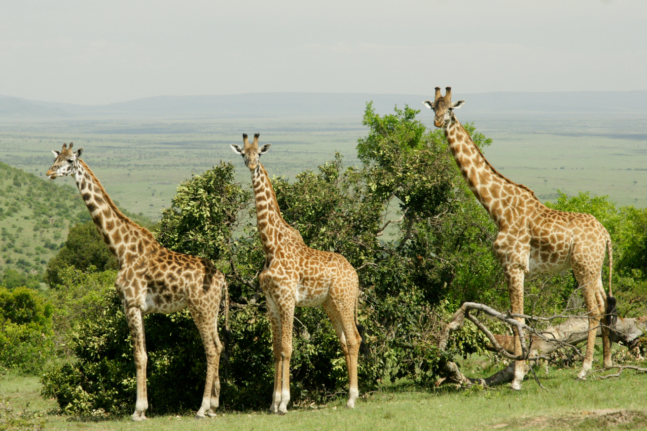 The Mara wildlife "crash" - how real is it? | The Rough Guide to Kenya