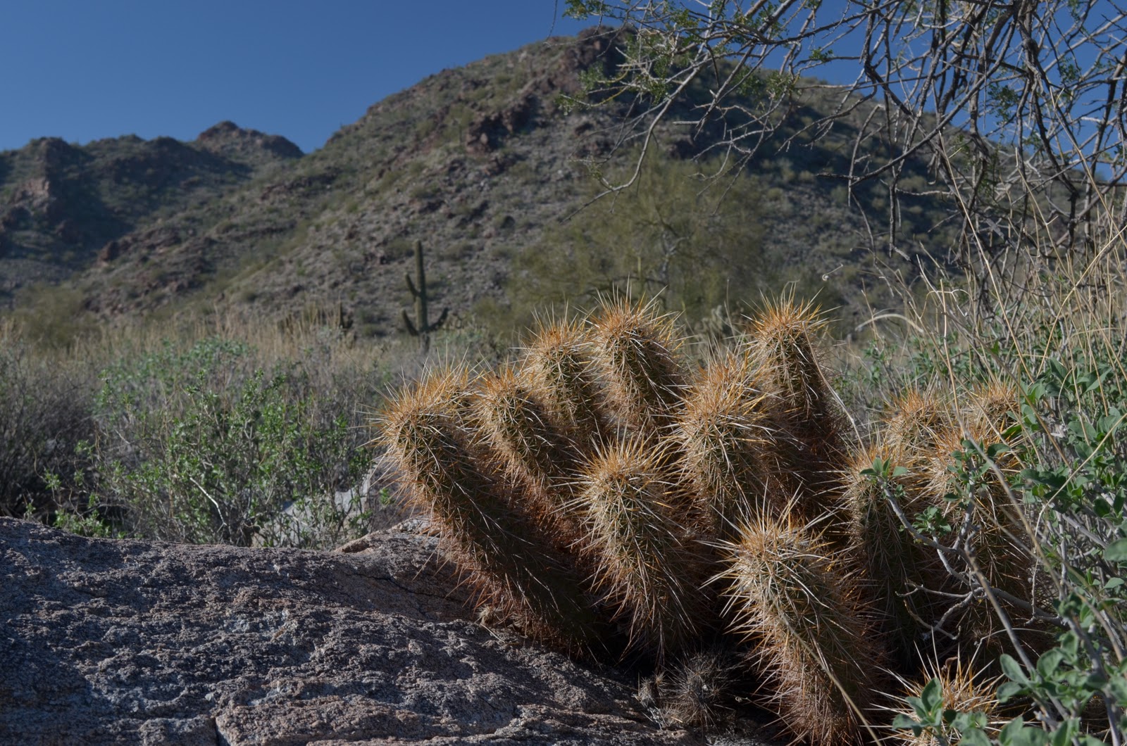 Practical Biology: science for everyone: Life of a Cactus Part 1: A ...