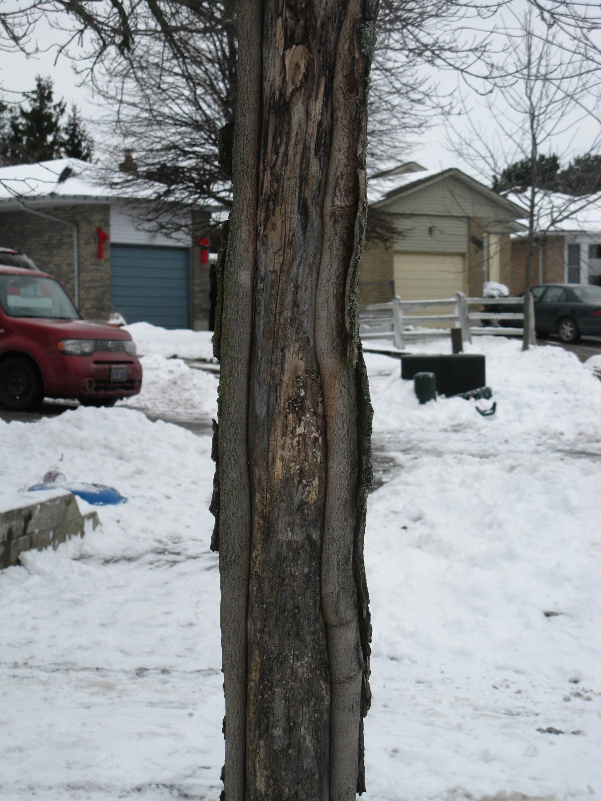 White Swan Homes and Gardens: Sun Scald - Preventing Southwest Injury ...