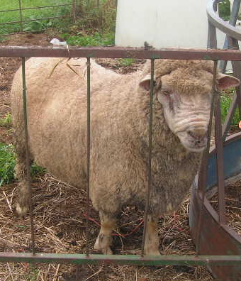 Ewespun Fiber Mill at Old Man Wool Farm: CVM/Romeldale Sheep