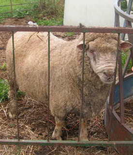 Ewespun Fiber Mill at Old Man Wool Farm: CVM/Romeldale Sheep