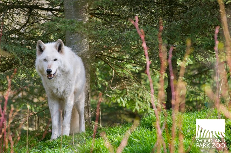 Saving Washington Wolves