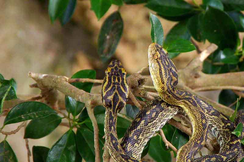 Ryukyu Life: Snakes and a Shrine at Okinawa World (Photos)