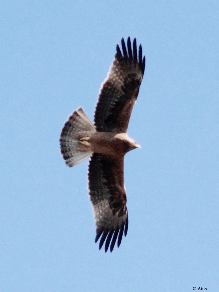 Booted eagle - Birds of Mount Abu JANUARY 2019 mountabubirds.blogspot.com