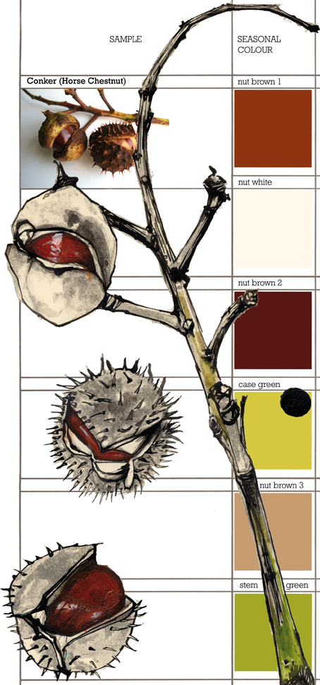 Planet Sam: Colour from the season - Conker brown