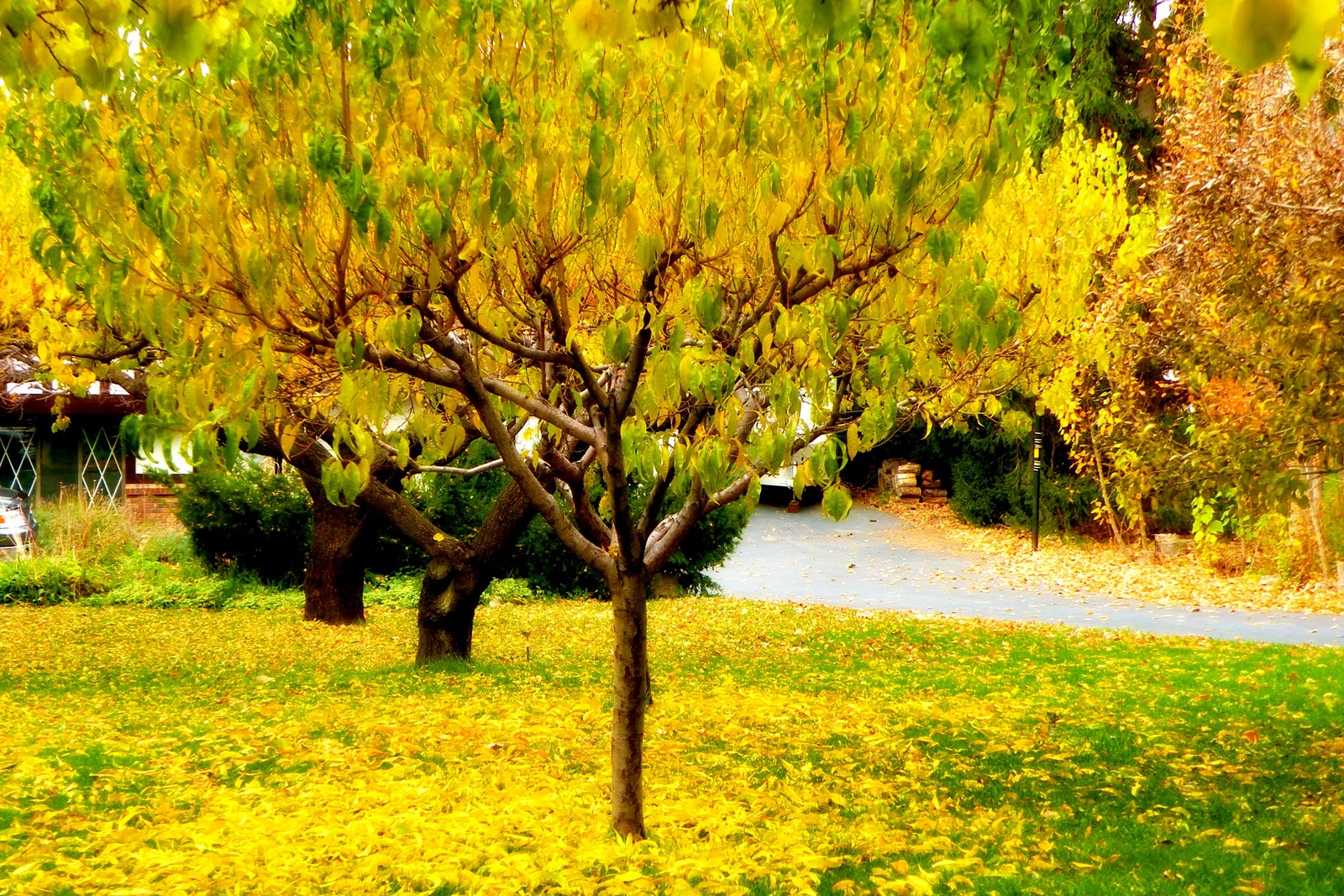 MountainRoadRanch: Trees