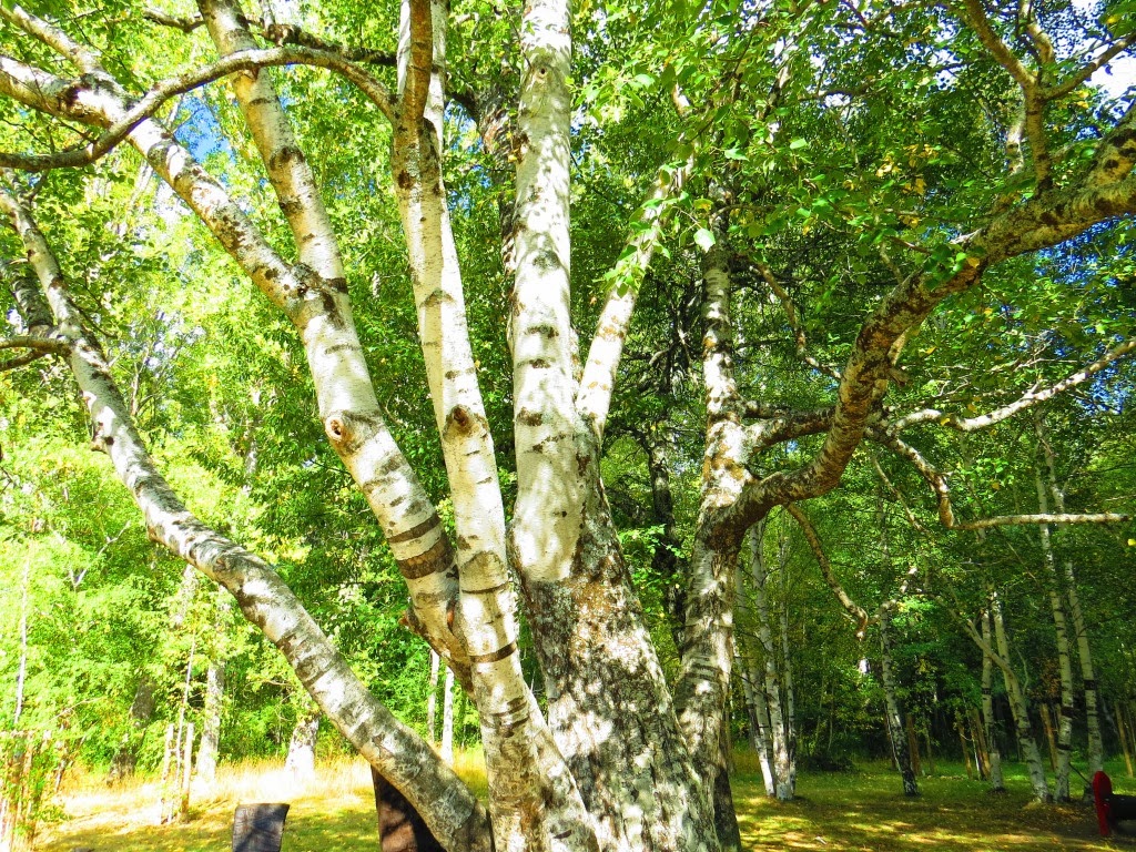 DE LA MANO DEL BOSQUE: EL ABEDUL