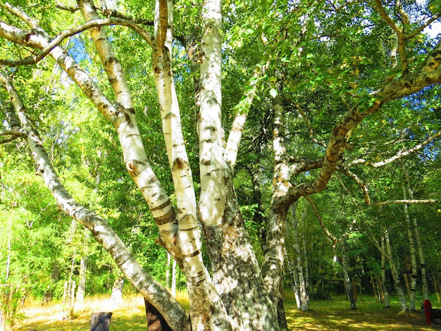 DE LA MANO DEL BOSQUE: EL ABEDUL