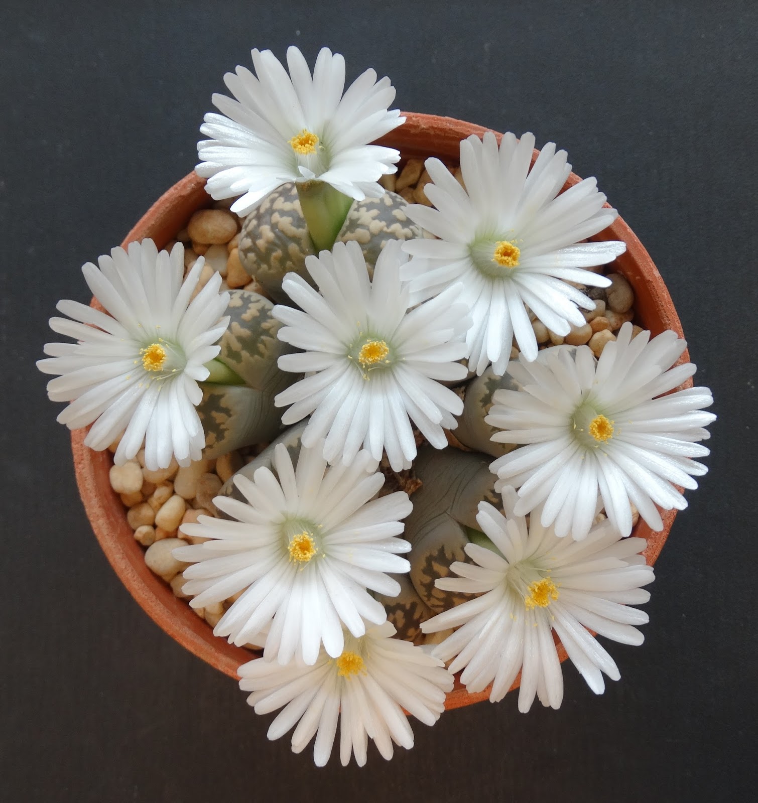 Succulent Sundae: LITHOPS KARASMONTANA 'BELLA'