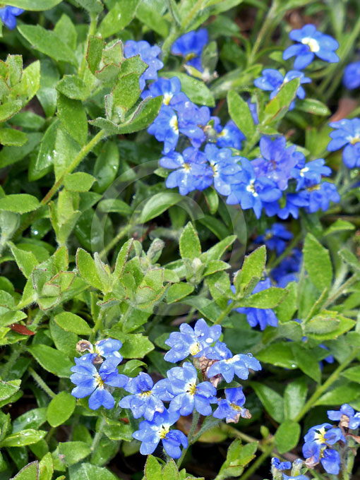 Plant World: Dampiera linearis