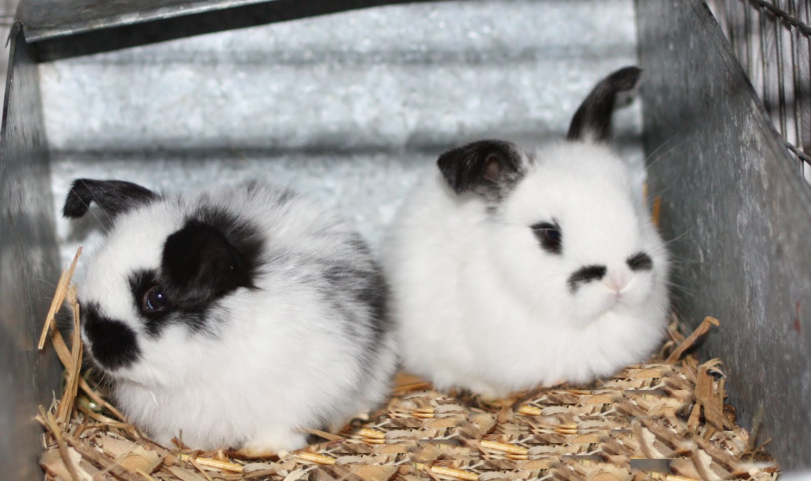 Silver Gate Rabbitry Bunny Blog: Mini Lop Baby Pictures!!!