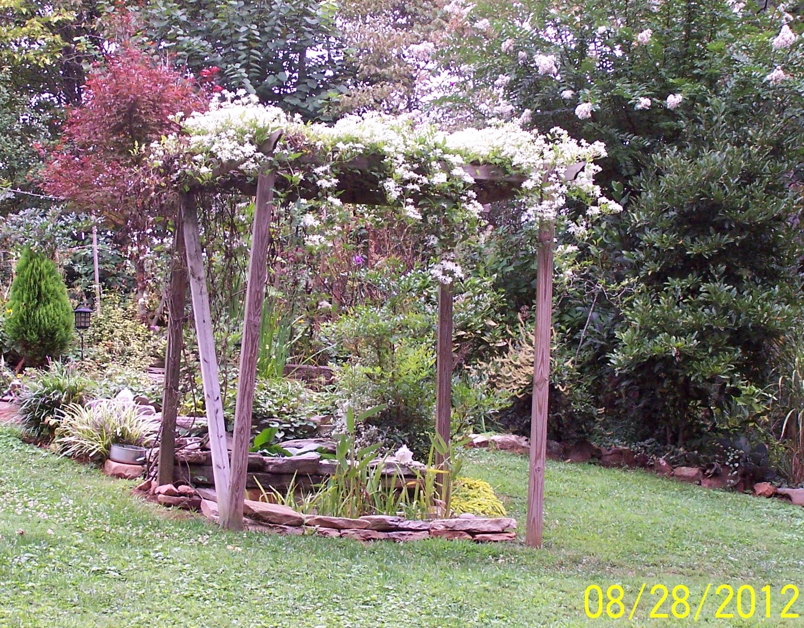 Jean the Plant Lady: Virgin's Bower, or Common Clematis