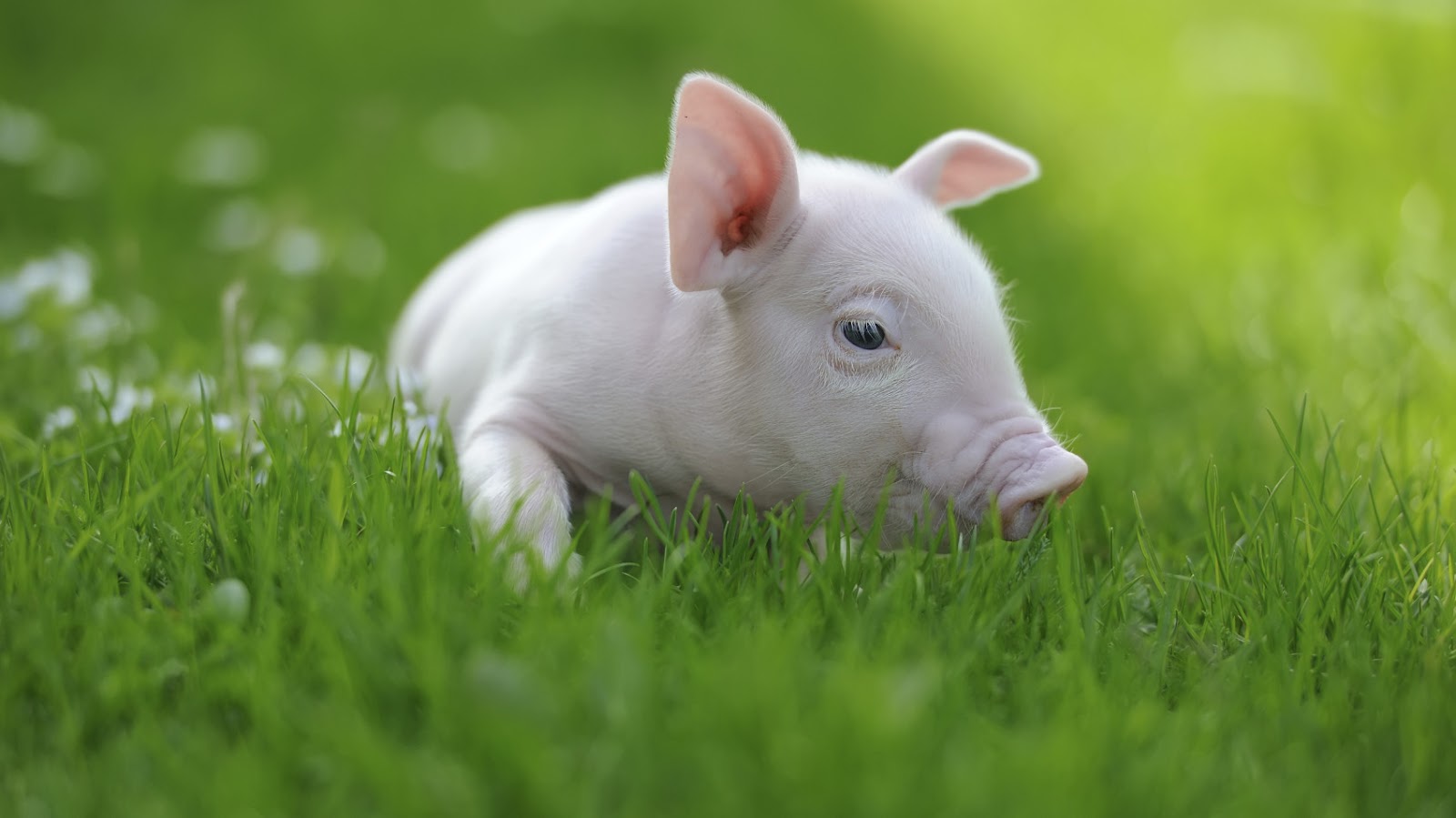 Image d'Animaux: Petit cochon tout mignon marchant sur une jolie pelouse