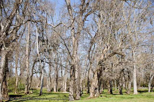 Augusta Georgia Daily Photo: Trees in the Park
