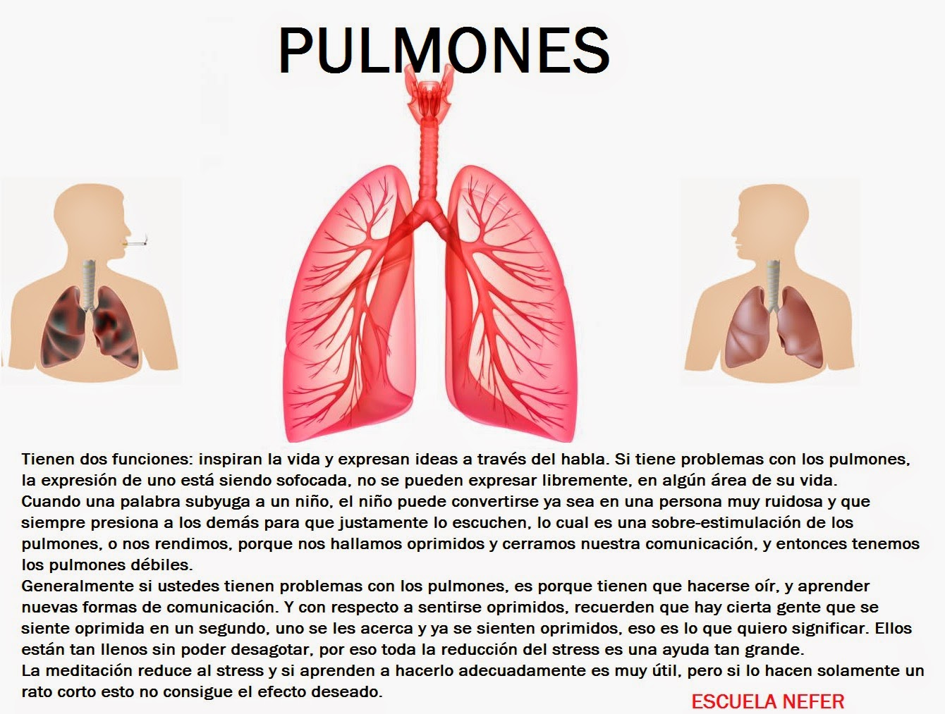 ESCUELA NEFER: PULMONES... ¿QUÉ DICE TU CUERPO?