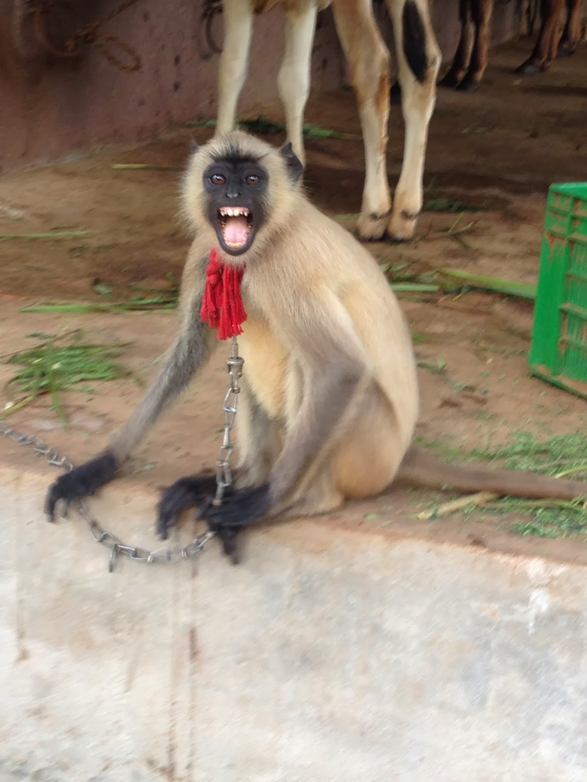 Amrutha Farms: Langur to control Monkeys