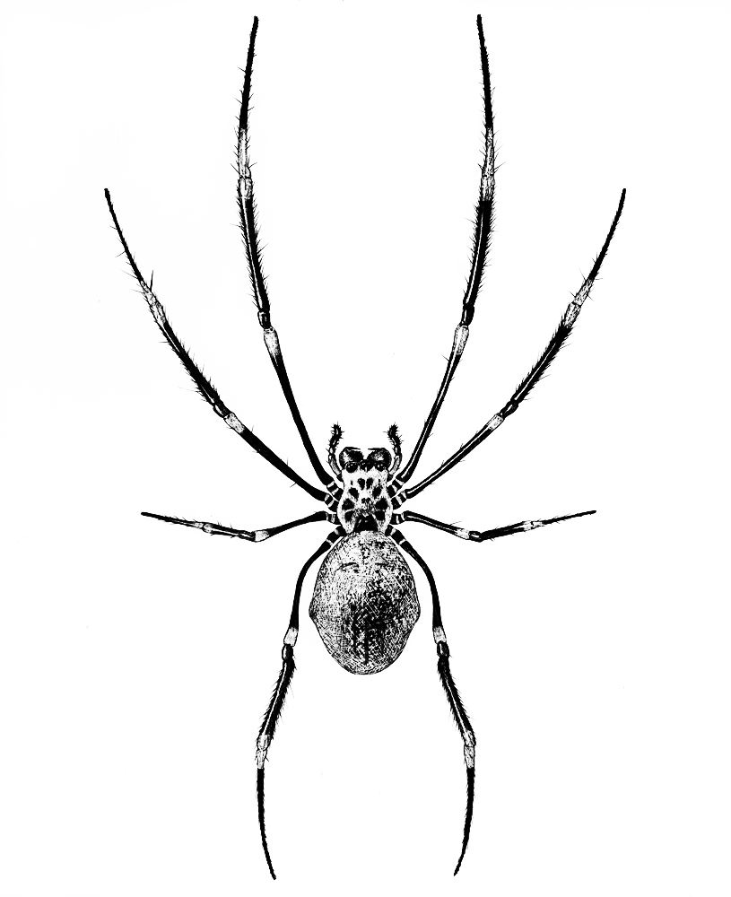 Illustrations, Black and White, Spiders, Scales, and Pixels image ...