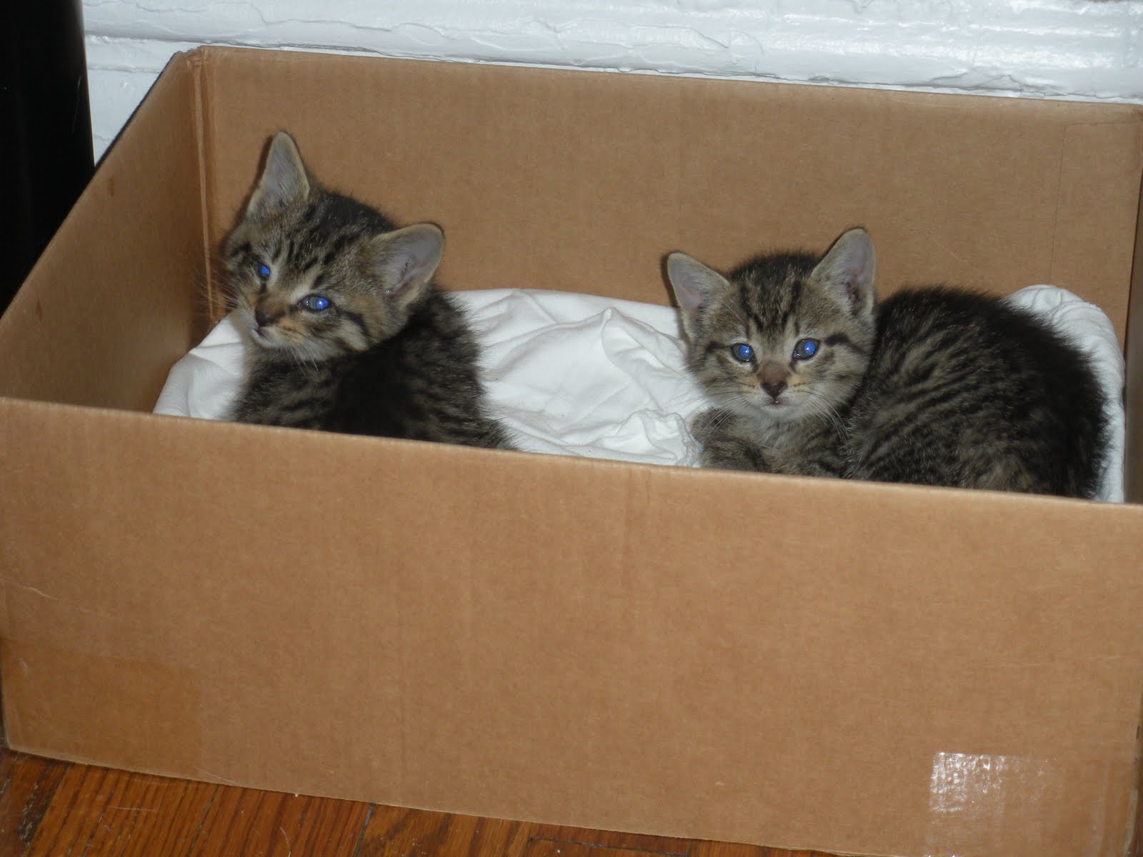 Hyde Park Cats | TNR: South Chi Mama and Kittens: part I