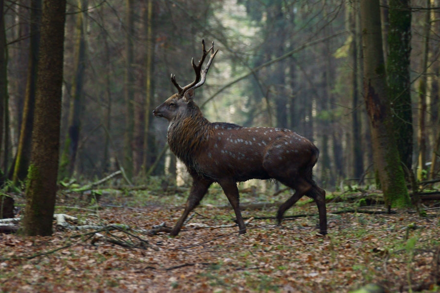 Imagenes de animales : FOTO DE CIERVO MACHO