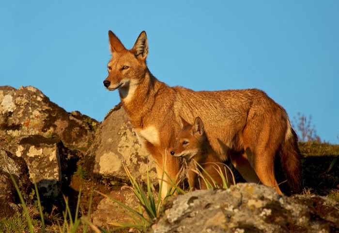 La sabana: Lobo etíope