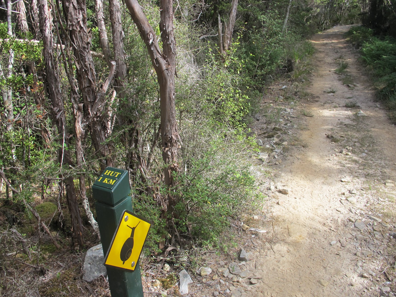 Come, walk with me.: Heaphy Track - day 2 Gouland Downs hut to Saxon Hut