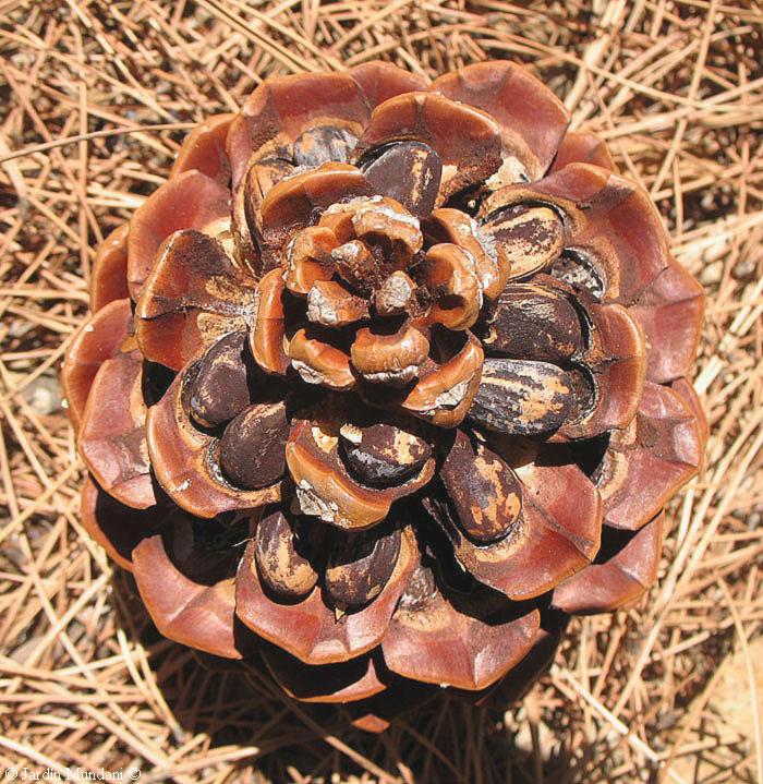 Sagnant en verd: Genètica estructural: la perpetuació de models ...