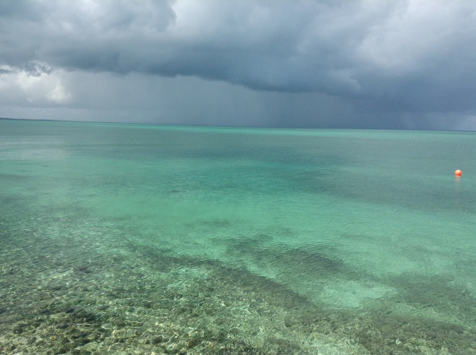 erin's faces: Abaco Neem - Touring a Neem Farm in The Bahamas
