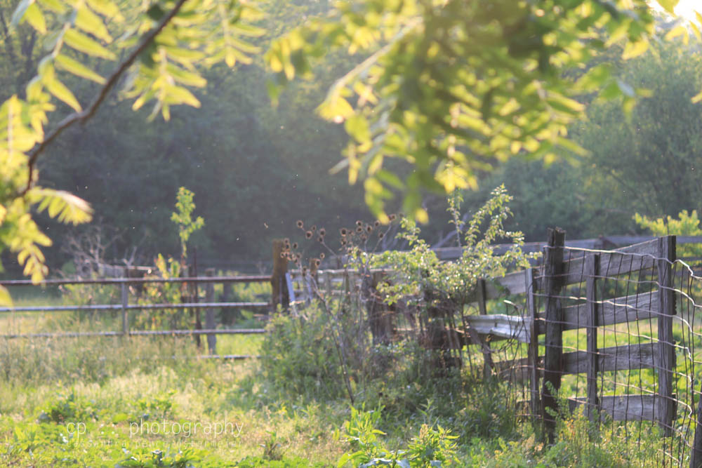 sassafras: an evening on the farm :: farm photography
