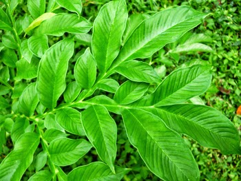 Elephant Foot Yam or Stink Lily - Kidaran | SL Flora