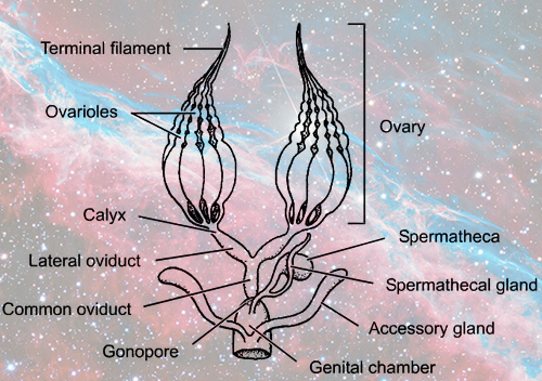 Insectos: Sistema reproductor y metamorfosis