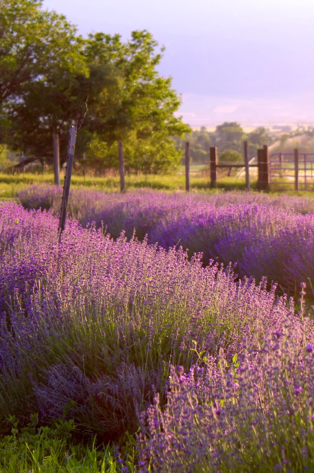 About the Lavender Apple Farm - The Lavender Apple